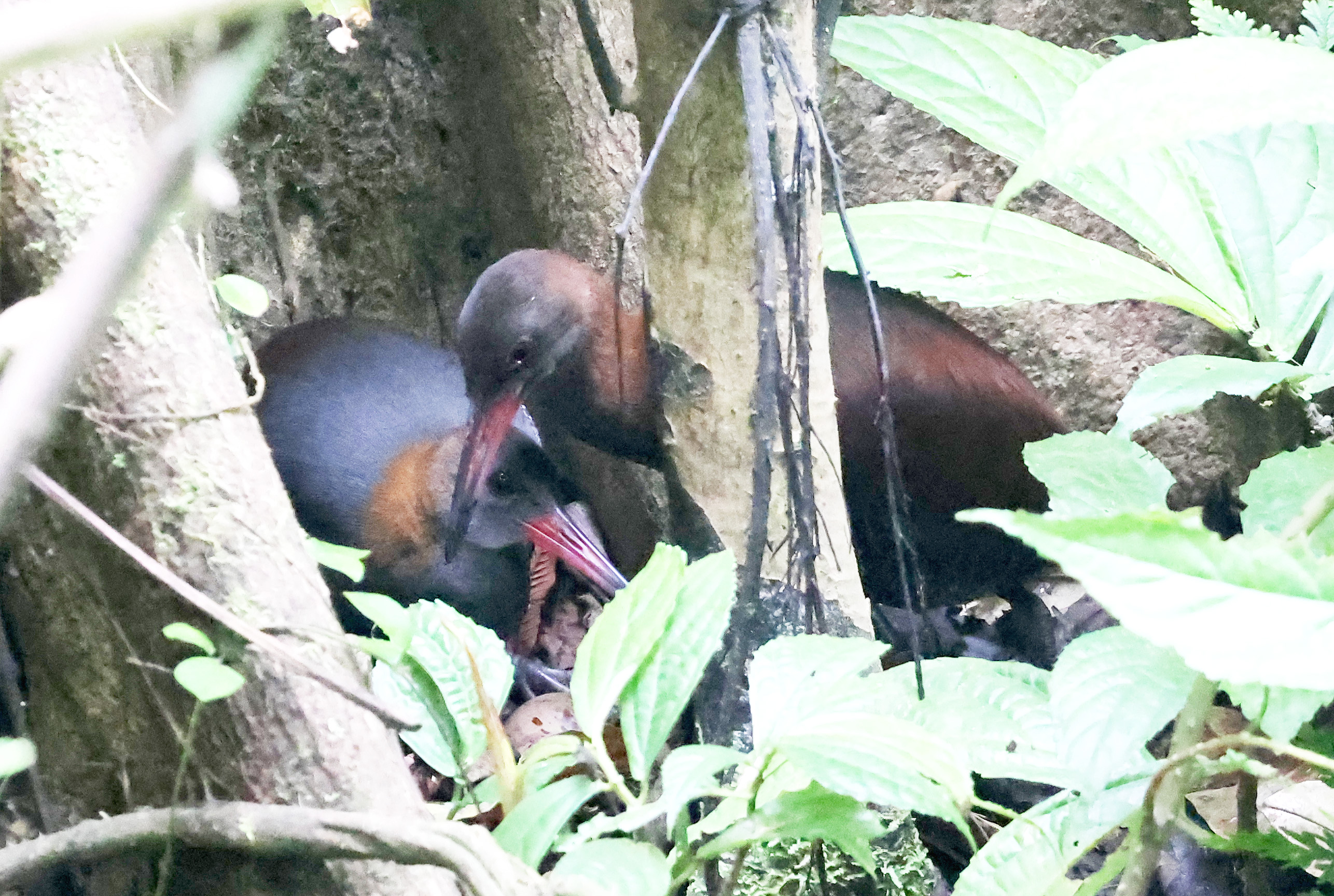 The first observations of Snoring Rail at the nest | Ashley Banwell's ...