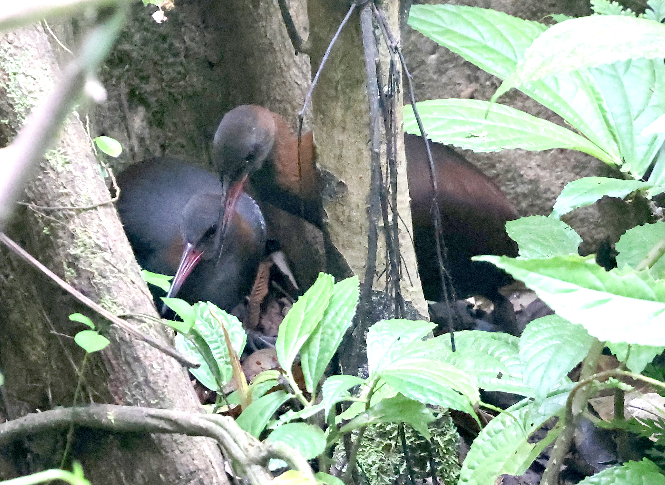 The first observations of Snoring Rail at the nest | Ashley Banwell's ...