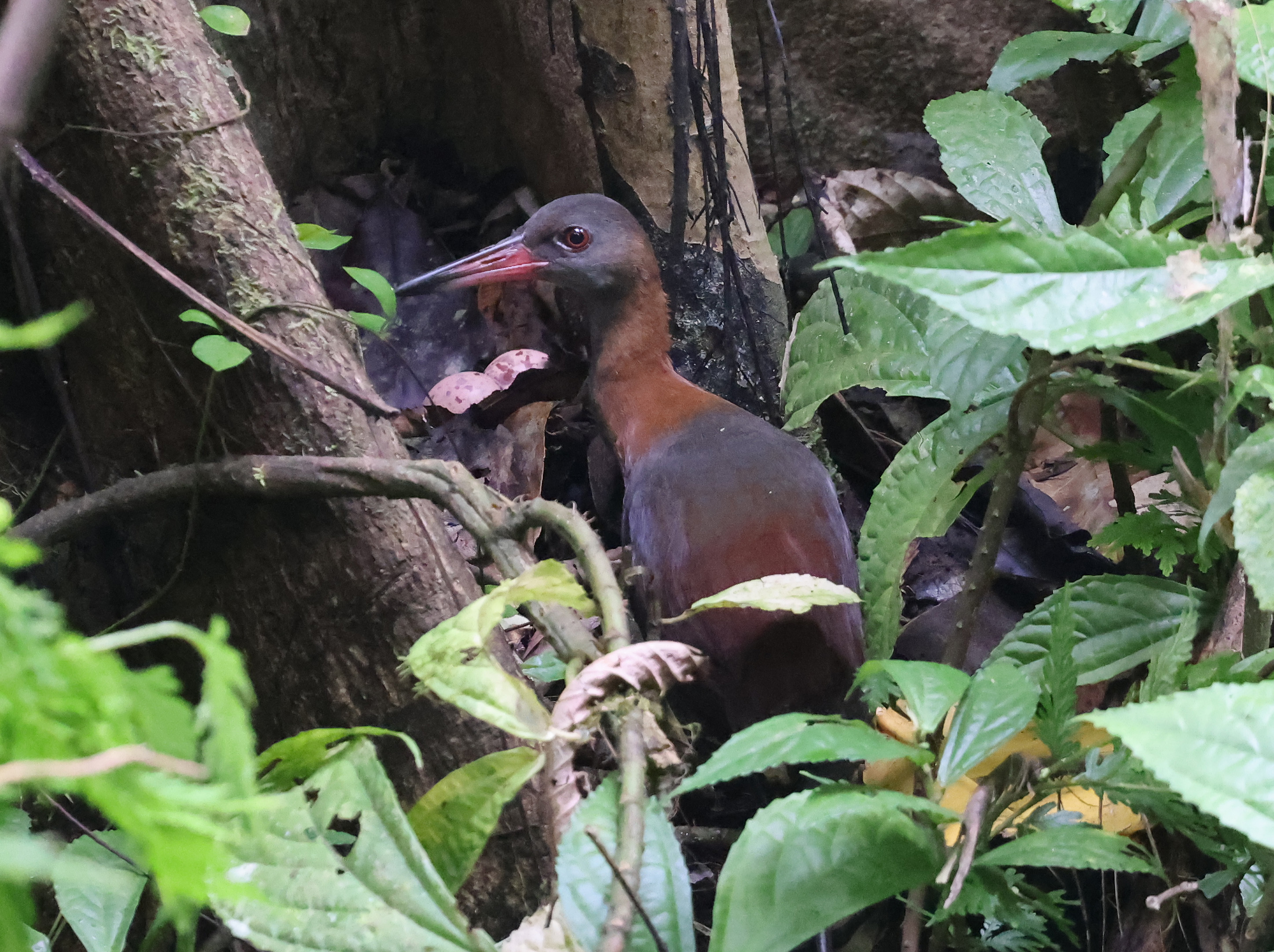 The first observations of Snoring Rail at the nest | Ashley Banwell's ...