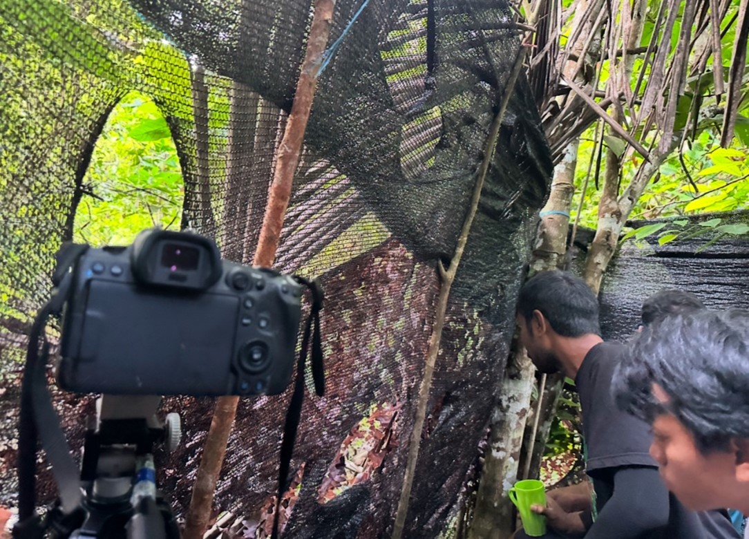 The first observations of Snoring Rail at the nest | Ashley Banwell's ...
