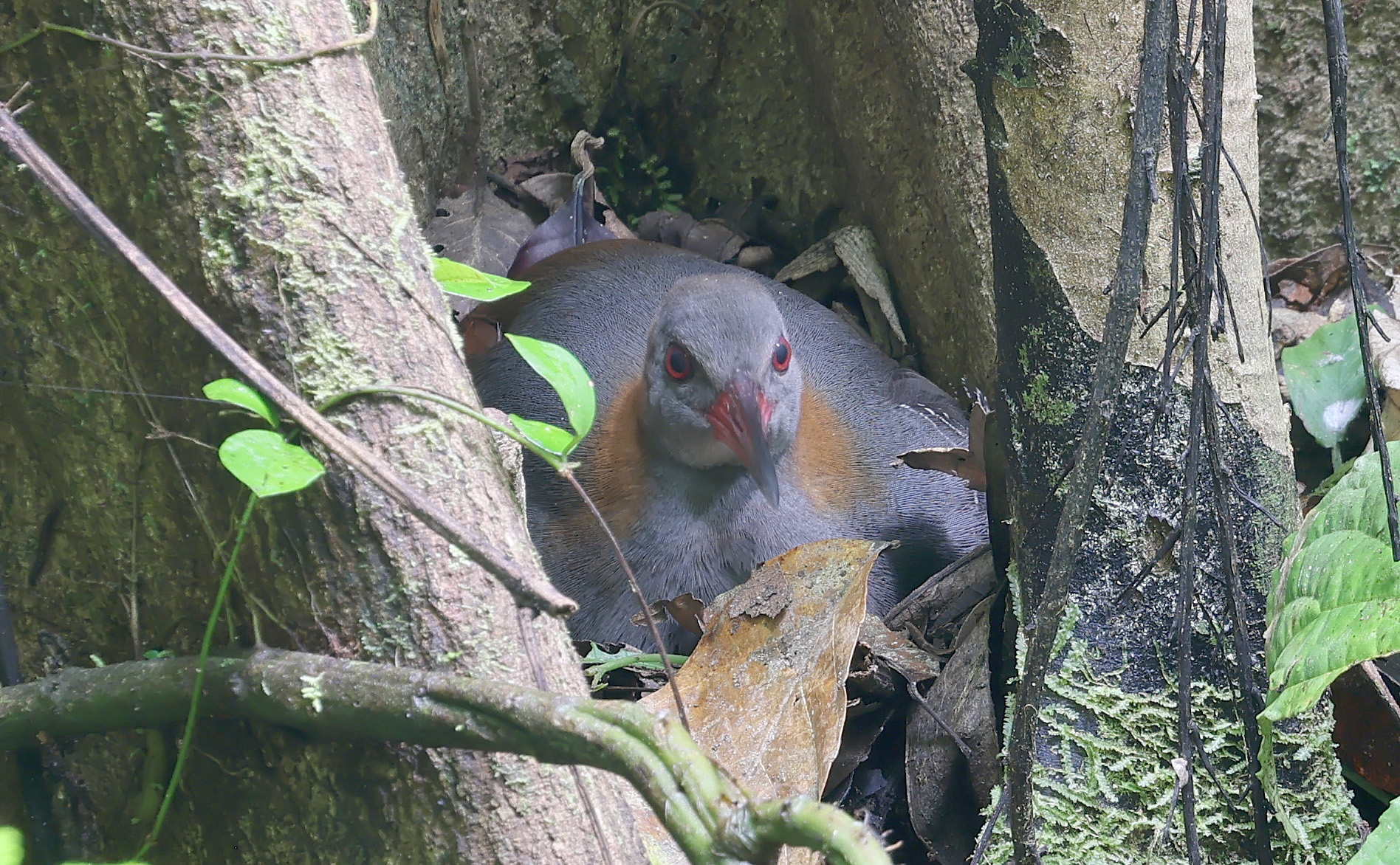 The first observations of Snoring Rail at the nest | Ashley Banwell's ...