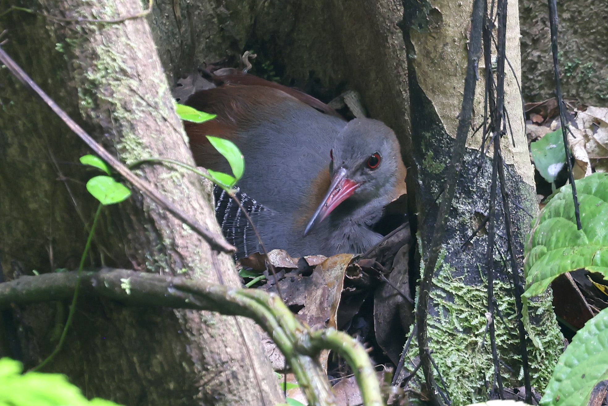 The first observations of Snoring Rail at the nest | Ashley Banwell's ...