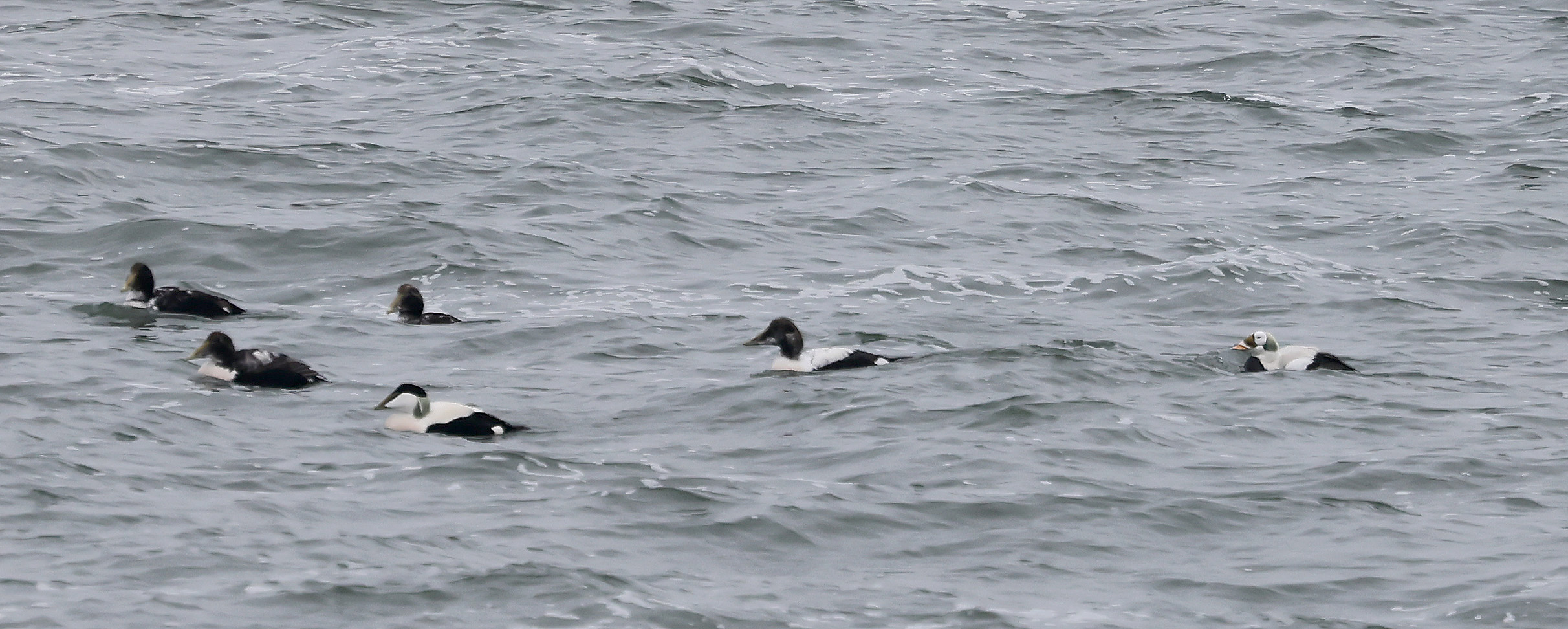 Spectacled Eider at Texel | Ashley Banwell's Birding